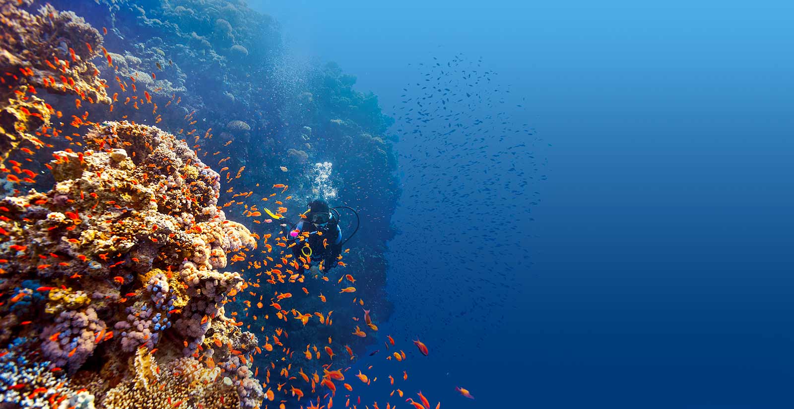 Korallen im Meer - der Reef Check bei ROBINSON | ROBINSON